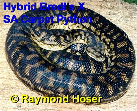 Carpet Python Australian Museum Cintronbeveragegroup Com