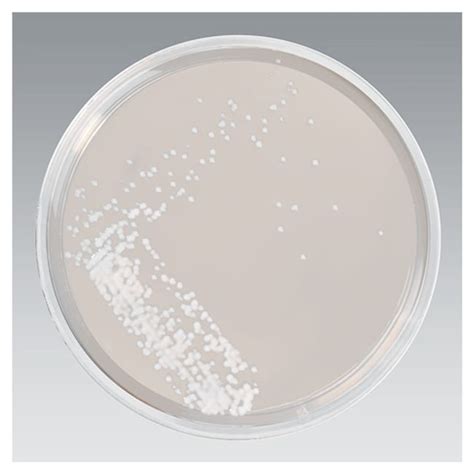 Sabouraud Dextrose Agar Sda Irr Twrap 90mm Plates Pk 10 Trafalgar