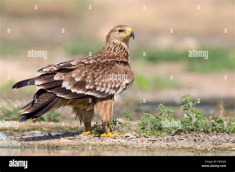 Eastern Imperial Eagle Juvenile Juvenile Standing Near A Pool Salalah