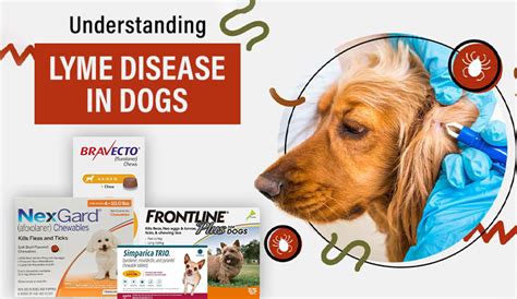 Lyme Disease In Dogs