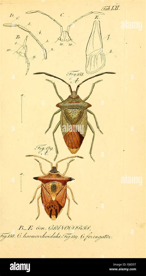 Illustration And Description Of Hemiptera The True Bugs From The Die
