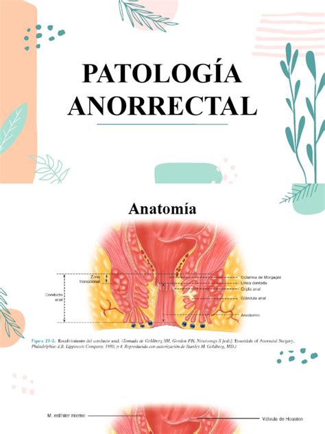 Patología Anorrectal Pdf Hemorroides Medicina Clinica
