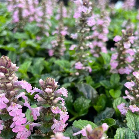 Ajuga Pink