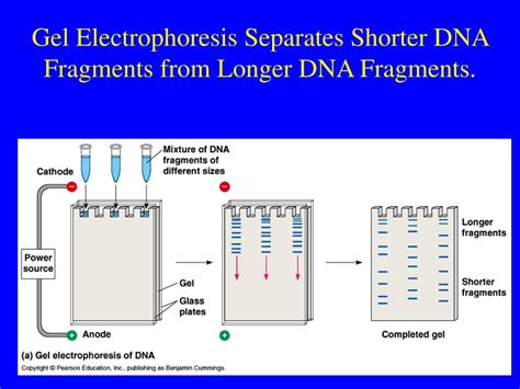 Ppt Module 12 Human Dna Fingerprinting And Population Genetics