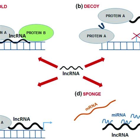 Functions Of Lncrnas Lncrnas Can Act As A Scaffolds To Assemble