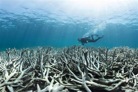 La Grande Barrière De Corail Plus Mal En Point Que Jamais