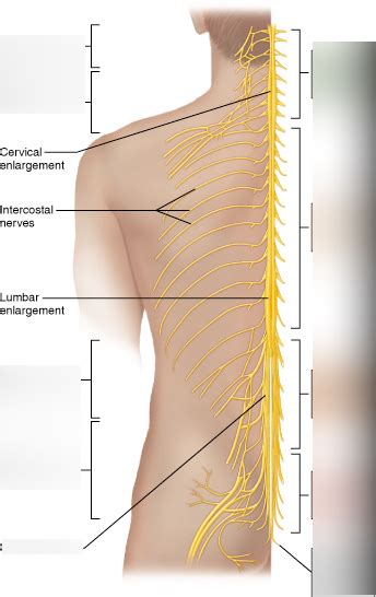 Nerve Plexi Diagram Quizlet