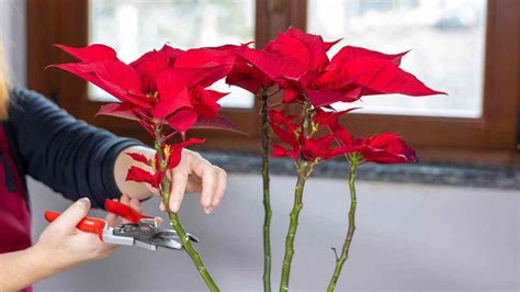 Guía Completa De Cuidados Cultivo Y Usos De La Menta Poleo En Casa