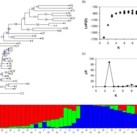 A Dendrogram Generated By Neighbor Joining Nj Clustering Technique
