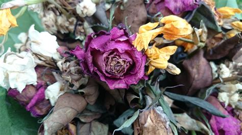 Безплатна снимка растение цвете Коледна украса цъфтящи растения букет цветя флорален