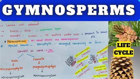 Gymnosperms Definition Examples And Reproduction