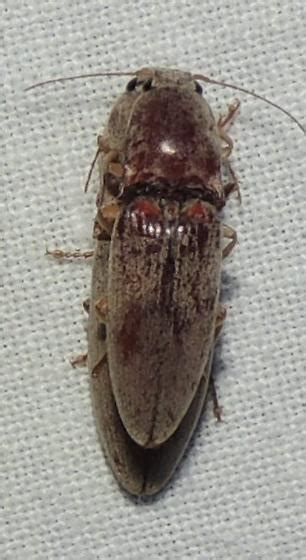 Conoderus Sp 3 Monocrepidius Bugguidenet