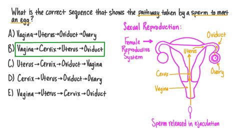 How Does Sperm Cell And Egg Cell Meet