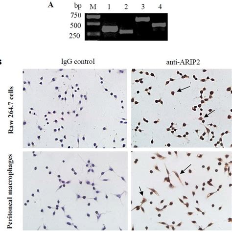 Expression Of Arip2 In Mouse Macrophages A Expressions Of Arip2