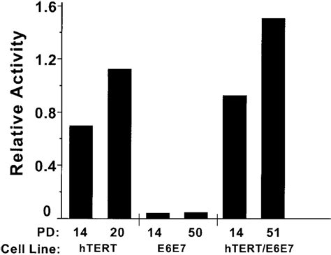 Telomerase Activity Assay Relative Telomerase Activity In Chondrocytes Download Scientific