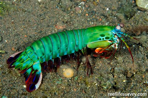 Odontodactylus Scyllarus Mantis Shrimp