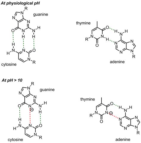 Biochemistry Why Does High Ph Result In The Denaturation Of Dna