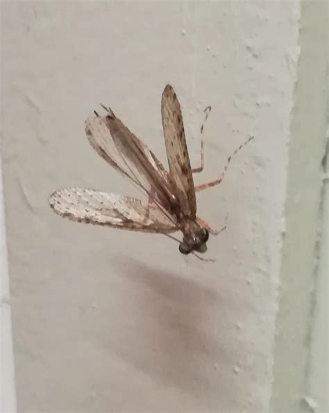 Amorphoscelis From 501 Stirling Rd 新加坡 148951 On April 5 2023 At 09 55 Am By Bowuzhizhi