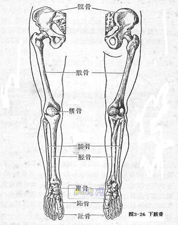 下肢骨 千图网