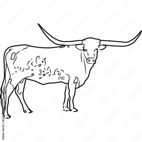 Texas Longhorn Cattle Coloring Page Sketch Coloring Page