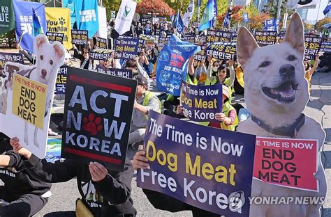 韩国国会通过禁食狗肉法 2027年起正式生效 食用 承诺 法案