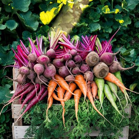 Premium Photo Beetroot And Carrots