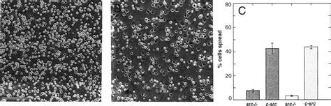 C Src Enhances The Rate Of Cell Spreading Of S R C Fibroblasts On Download Scientific Diagram
