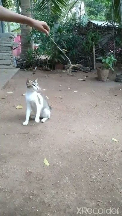 කතා කරන පූස් යාලුවා 😂😂😂😂😂😂😂😂😂😂😂😂😂😂😂😂😂😂 Youtube