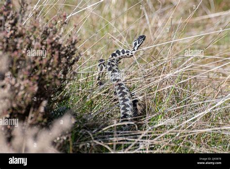 Dancing Adders Two Male Adders Vipera Berus Fighting For A Female In The Dance Of The Adders