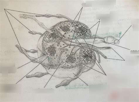 Lymph Node Diagram Key Biology Terms Definitions Flashcards Quizlet