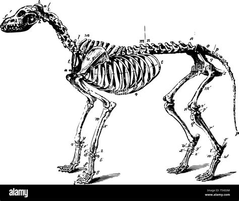 Dog Skeleton Drawing Dog Skeleton Olaf Life Size Bone Clones