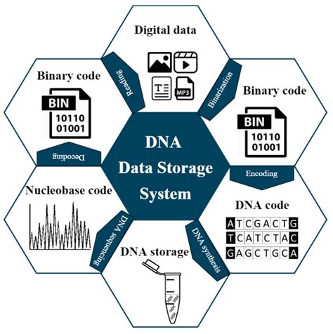 Vsd A Novel Method For Video Segmentation And Storage In Dna Using Rs Code