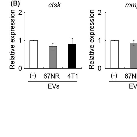 Metastatic Mammary Tumor Cellderived Extracellular Vesicles Evs Download Scientific Diagram