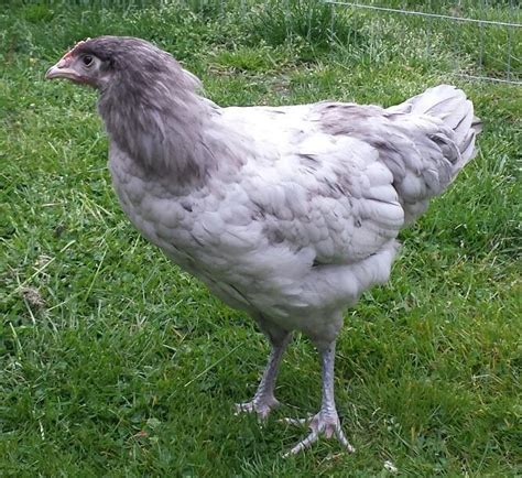 2nd Guessing Splash Jersey Giant Sex Backyard Chickens Learn How To