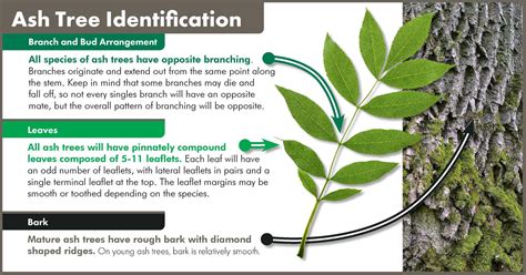Emerald Ash Borer City Of Lake Oswego
