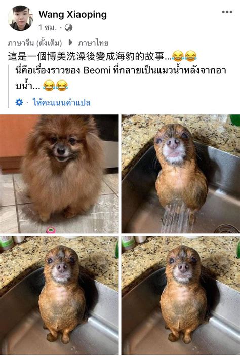 กระบือใจ อุ๋งกี้ คือ แงวน้ำ 😐 📸 Wang Xiaoping Facebook