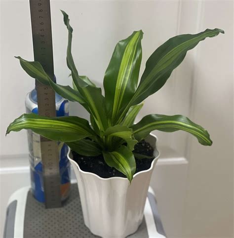 Барын чих цэцгийн онлайн дэлгүүр ТОП цэцэг ЛУУ МОД ҮНЭ 45к БЭЛГЭДЭЛ Эрчүүдэд эрч хүчийг өгдөг