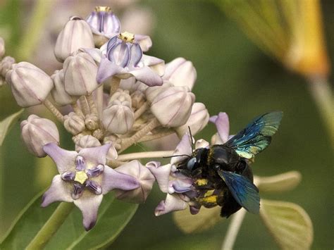 The Secret Life Of Solitary Bees Citizen Matters