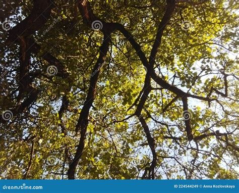 Simple Dimple Pop It Stock Image Image Of Dimple Trees 224544249