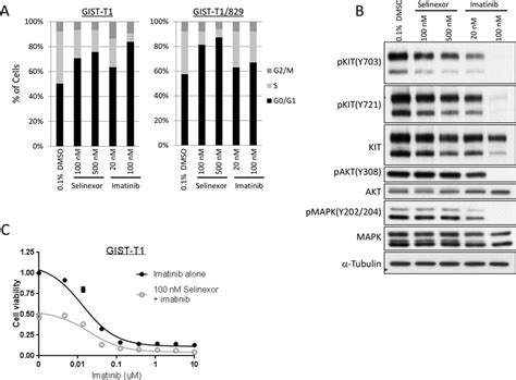 Selinexor Induced Cell Cycle Arrest In Gist Independent Of Kit Download Scientific Diagram