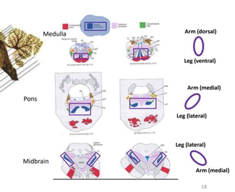 L8 Dcml Flashcards Quizlet