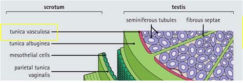 Male Genital Tract Histopathology Flashcards Quizlet