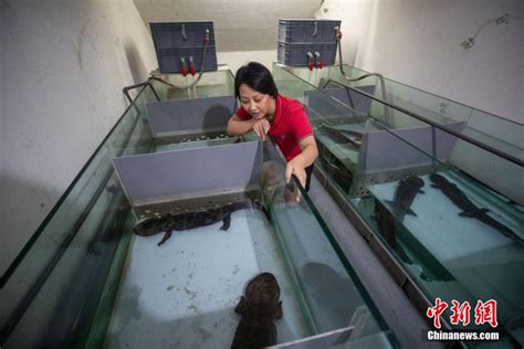 【图片故事】她，潜入“海底世界”与鱼共舞新浪图片