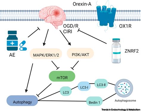 Regulatory Effect Of Orexin System On Various Diseases Through Mtor