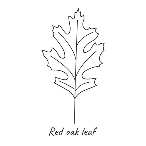 Red Oak Leaf Outline Vector Illustration 30048895 Vector Art At Vecteezy