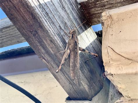 This Grasshopper Free Solo Scaling My Pergola Rmildlyinteresting This Grasshopper Free Solo Scaling My Pergola Rmildlyinteresting