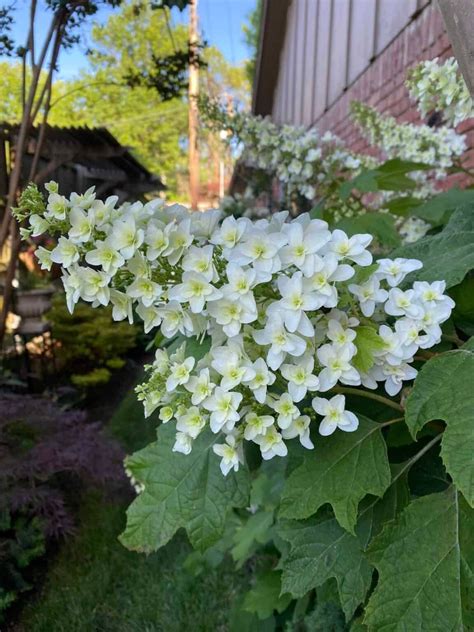 Should You Prune Hydrangeas In The Fall Fall Hydrangea Pruning Guide