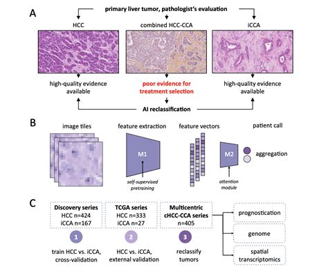 Revolutionizing Cancer Diagnosis How Deep Learning Accurately Identifies And Reclassifies