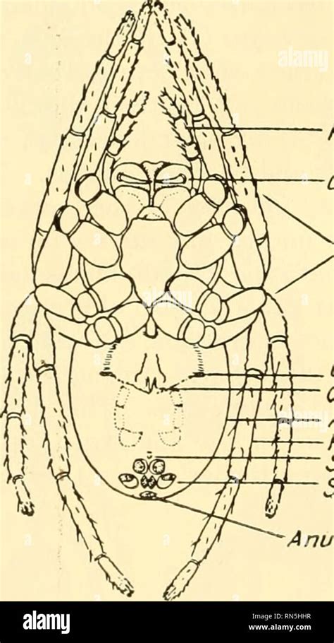 Class Arachnida