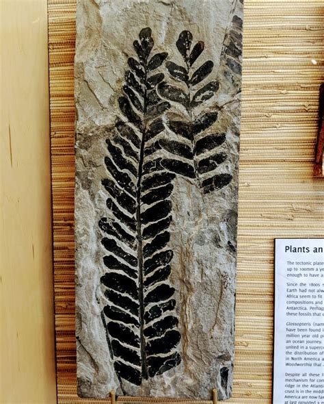 Throwbackthursday Plant Fossils Can Give Insight Into What The World Looked Like Long Ago Such